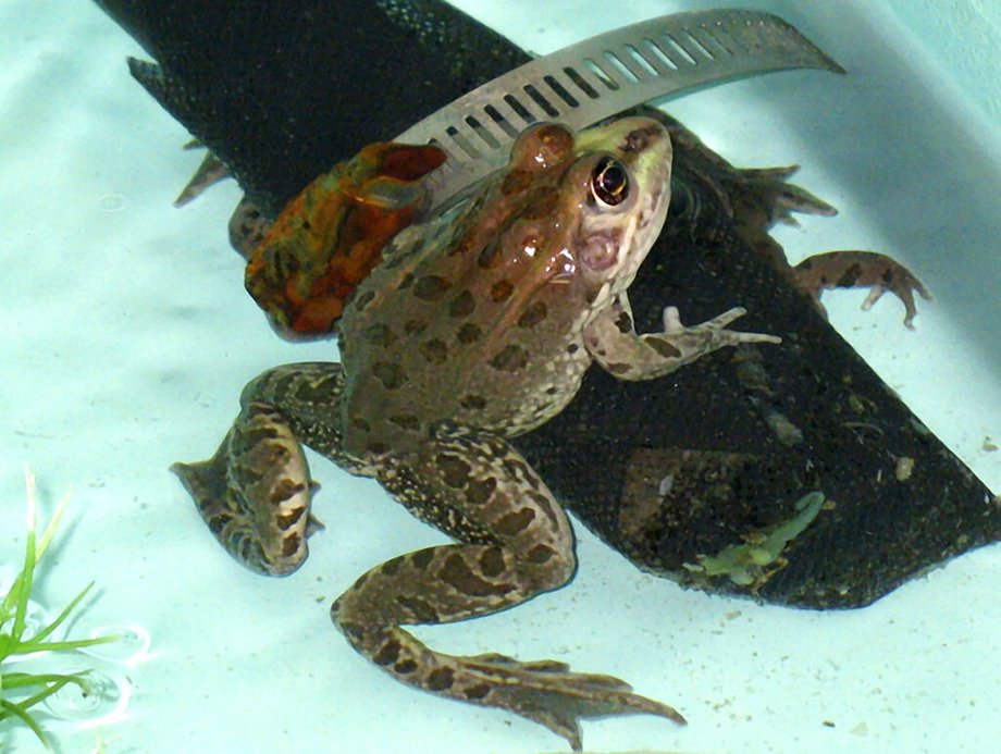 Rare Chiricahua Leopard Frog Found Beyond Its Known Habitat In ...
