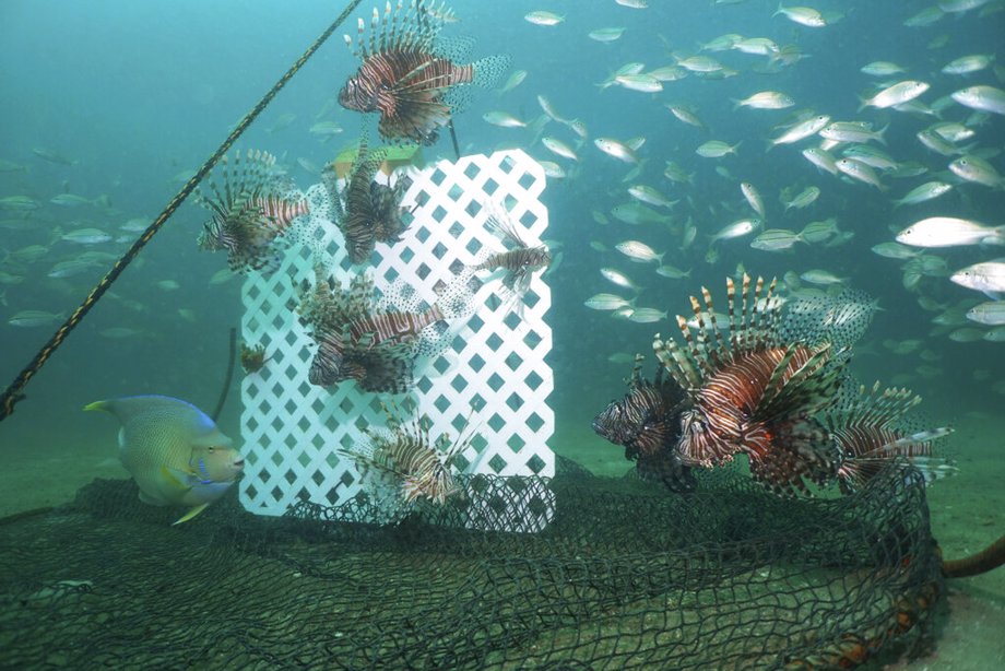 Testing Traps To Control Lovely But Destructive Lionfish | Positive ...