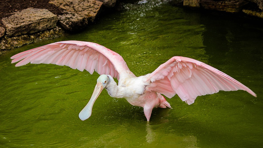Michigan Bird Watchers Enjoy Rare Pink Water Bird | Positive ...