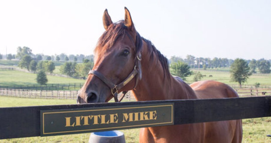 Closer Look: Retired Racehorses Cool Hooves At Old Friends Farm ...