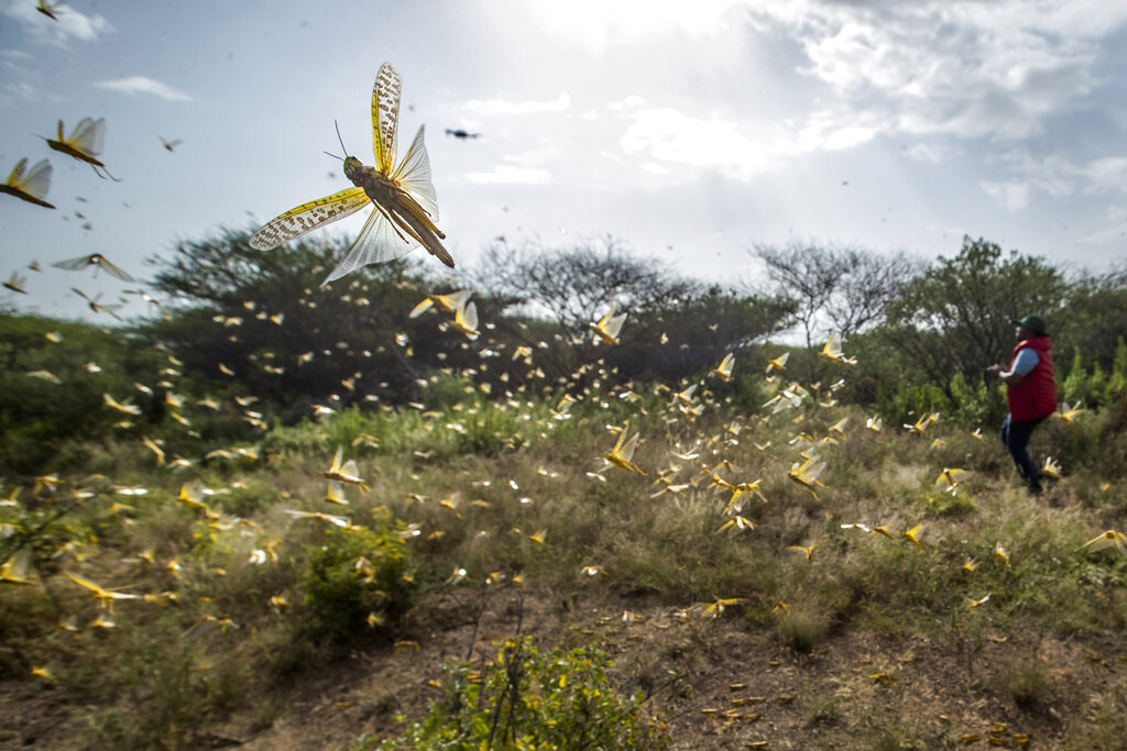 Huge Locust Outbreak Reaches South Sudan | Positive Encouraging K-LOVE