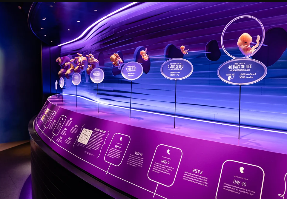 “When Does Human Life Begin?” - New Creation Museum Exhibit Answers ...