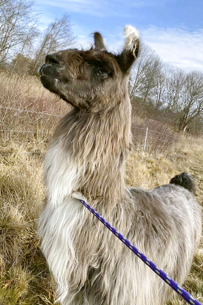 On The Llam: Llama Found Wandering Near Highway | Positive Encouraging ...