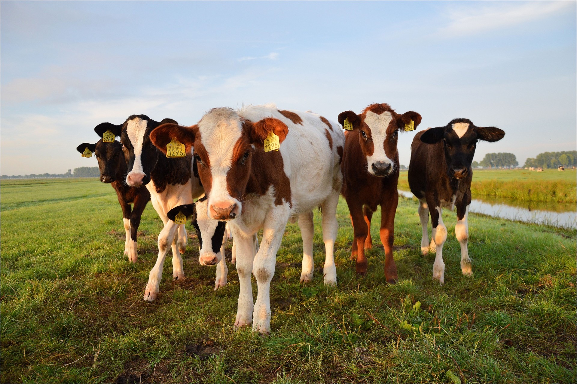Cows Go For A Stroll On Indiana Highway | Positive Encouraging K-LOVE