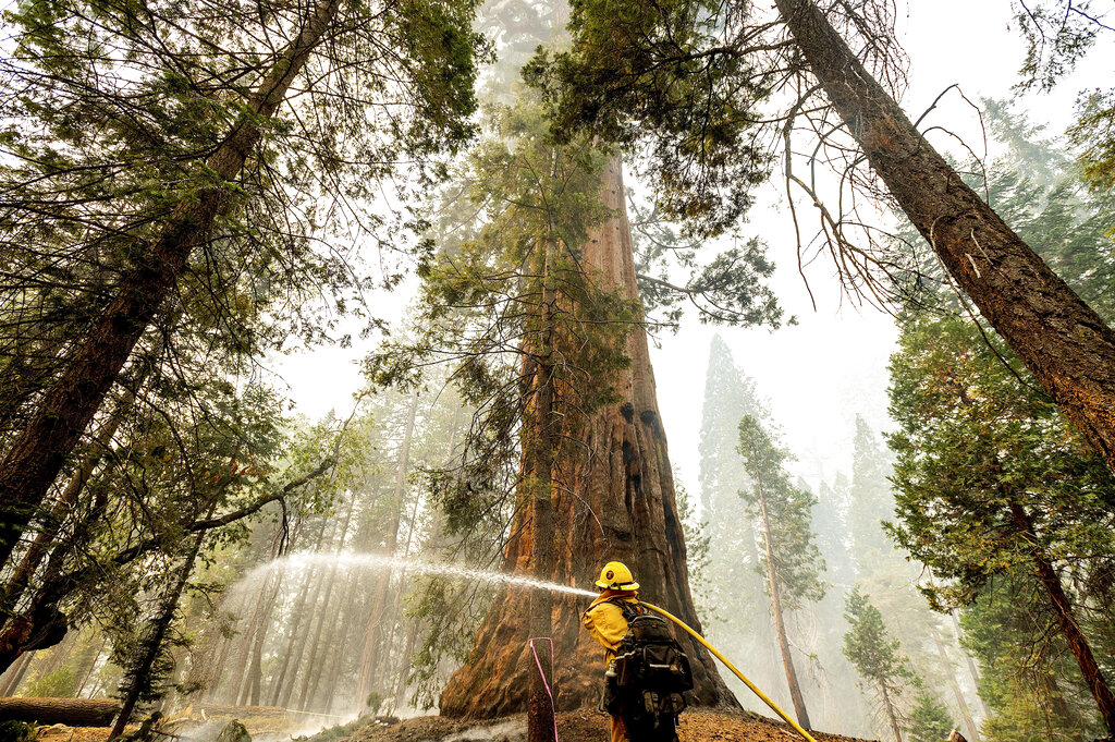 Thousands Fight Fires Threatening California's Giant Forest | Positive ...