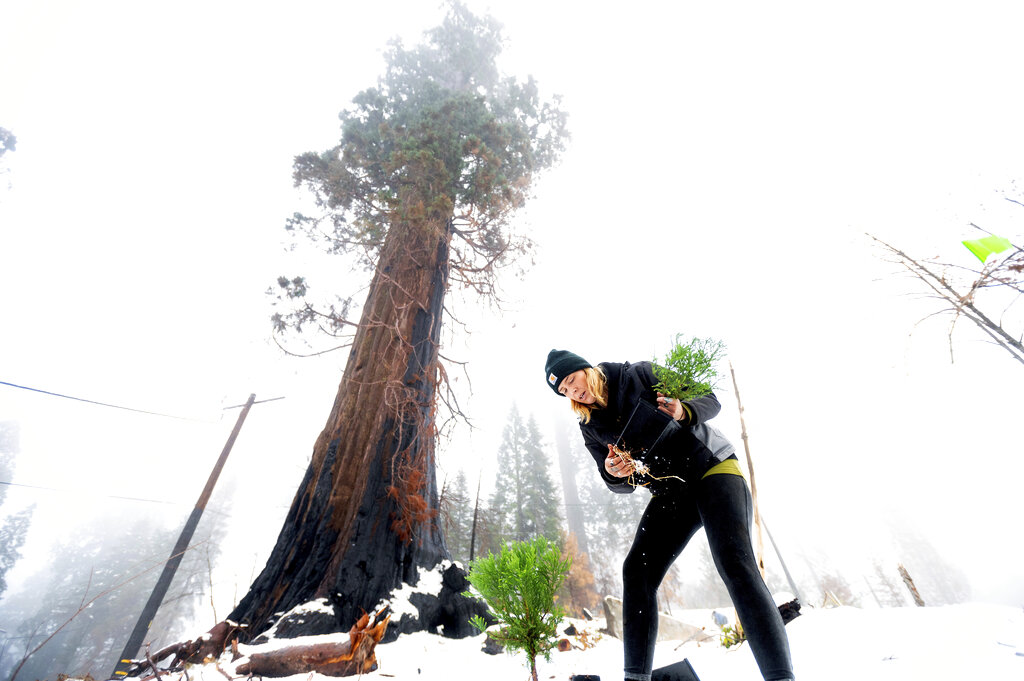 Sequoia Seedlings Sprout From Ashes Of California Wildfire | Positive ...