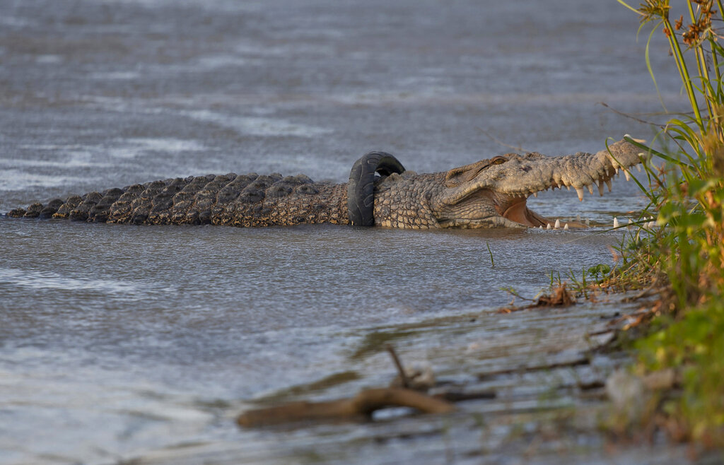 Croc Freed From Tire Stuck On Its Neck For 6 Years | Positive ...