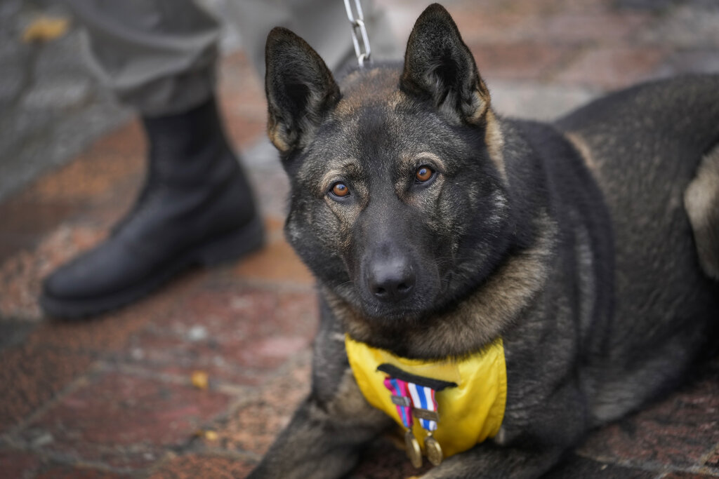 Hero Dogs Honored For Outstanding Achievement | Positive Encouraging K-LOVE
