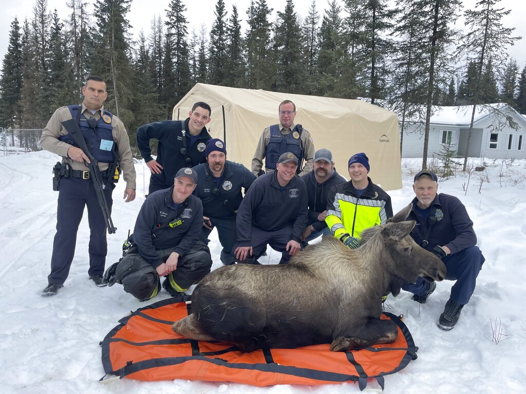 Moose Trapped In Home Freed | Positive Encouraging K-LOVE