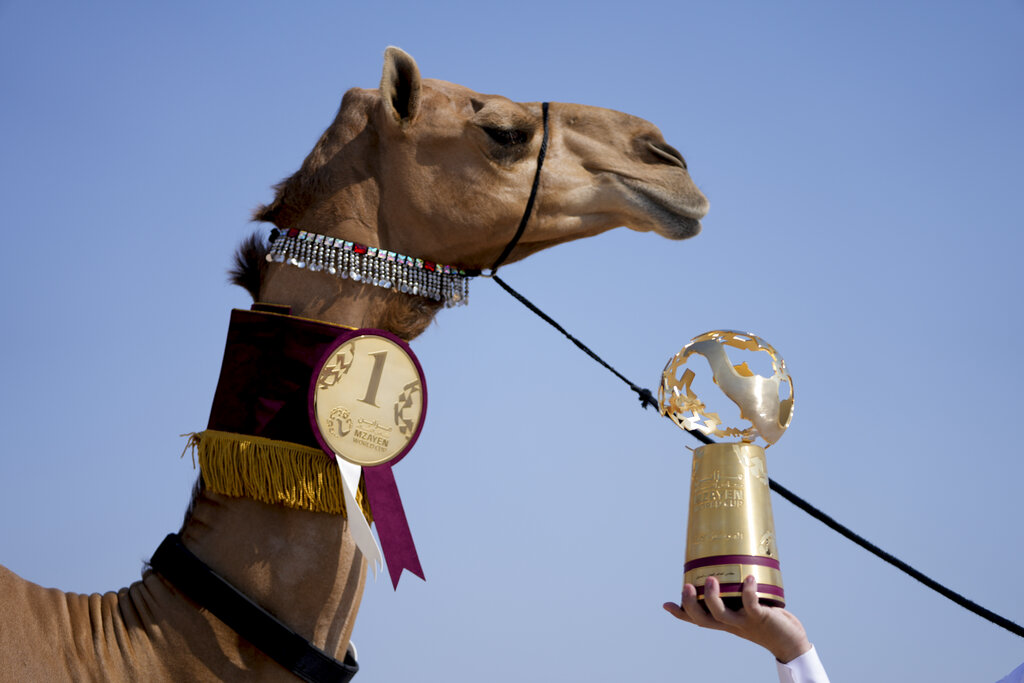 Camel Pageant Crowns A Winner At World Cup, Make No Mistake, This Is A ...