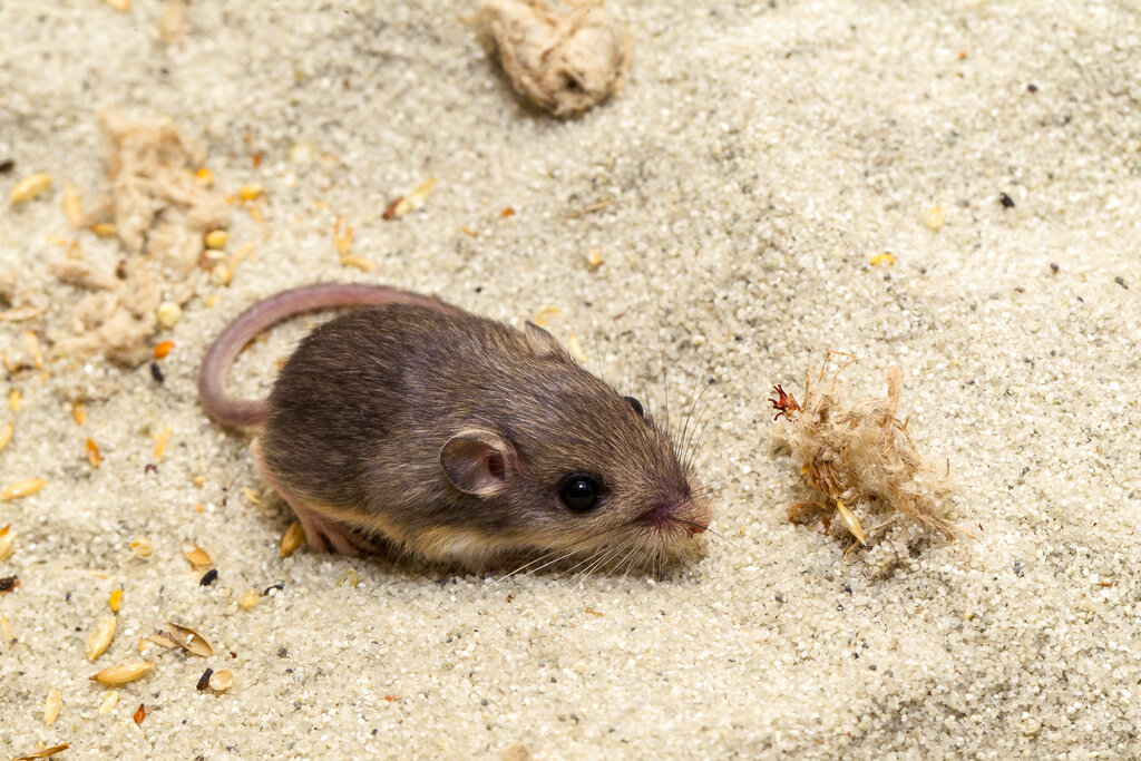 Tiny California Mouse Sets Guinness World Record For Longevity ...